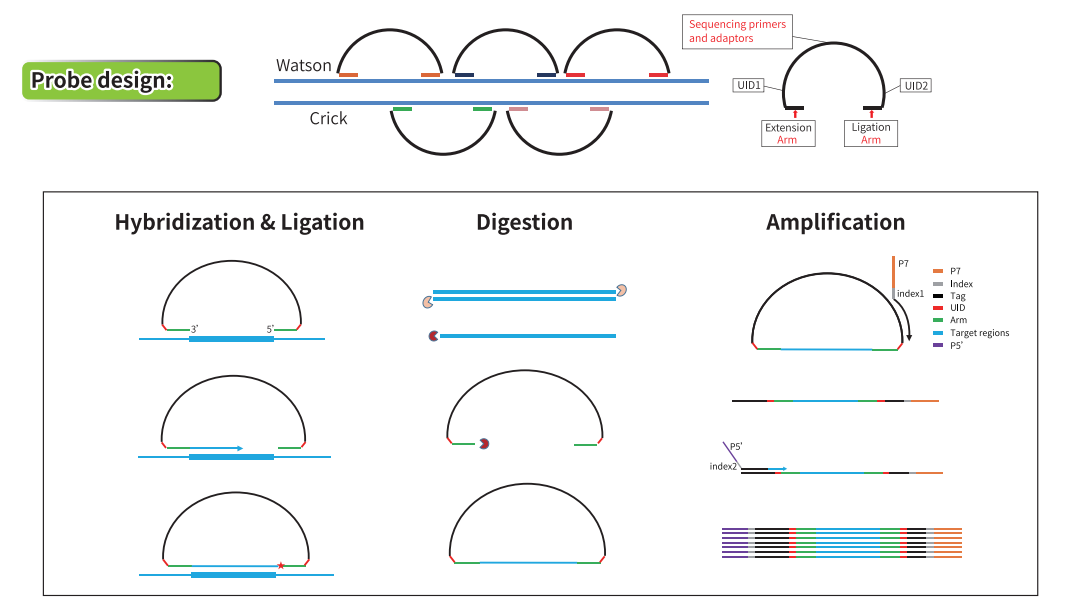 Precision oncology panels: Cambridge Bioscience, life science research product distributor